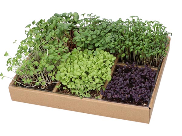 priser - Promo Seeds